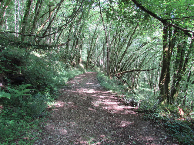 j'ai vu, j'ai photographié, je partage: randonnée en forêt