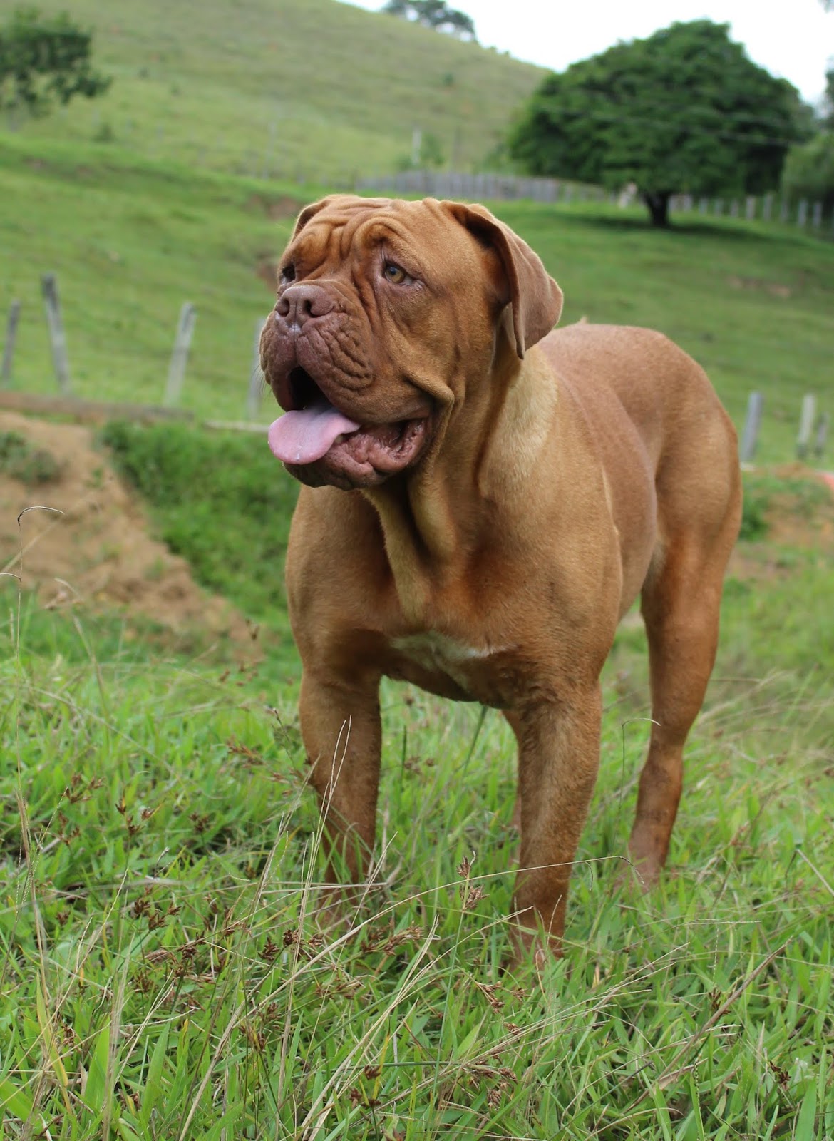 Canil Molosso do Jacarandá - Dogue de Bordeaux: Molosso do Jacarandá Connie