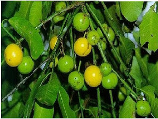 BUAH MUNDU, SI APEL JAWA – Jati.id