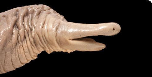 The Texan Herper: Quick Facts