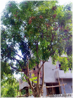 A CANARY'S DIARY: April 2011