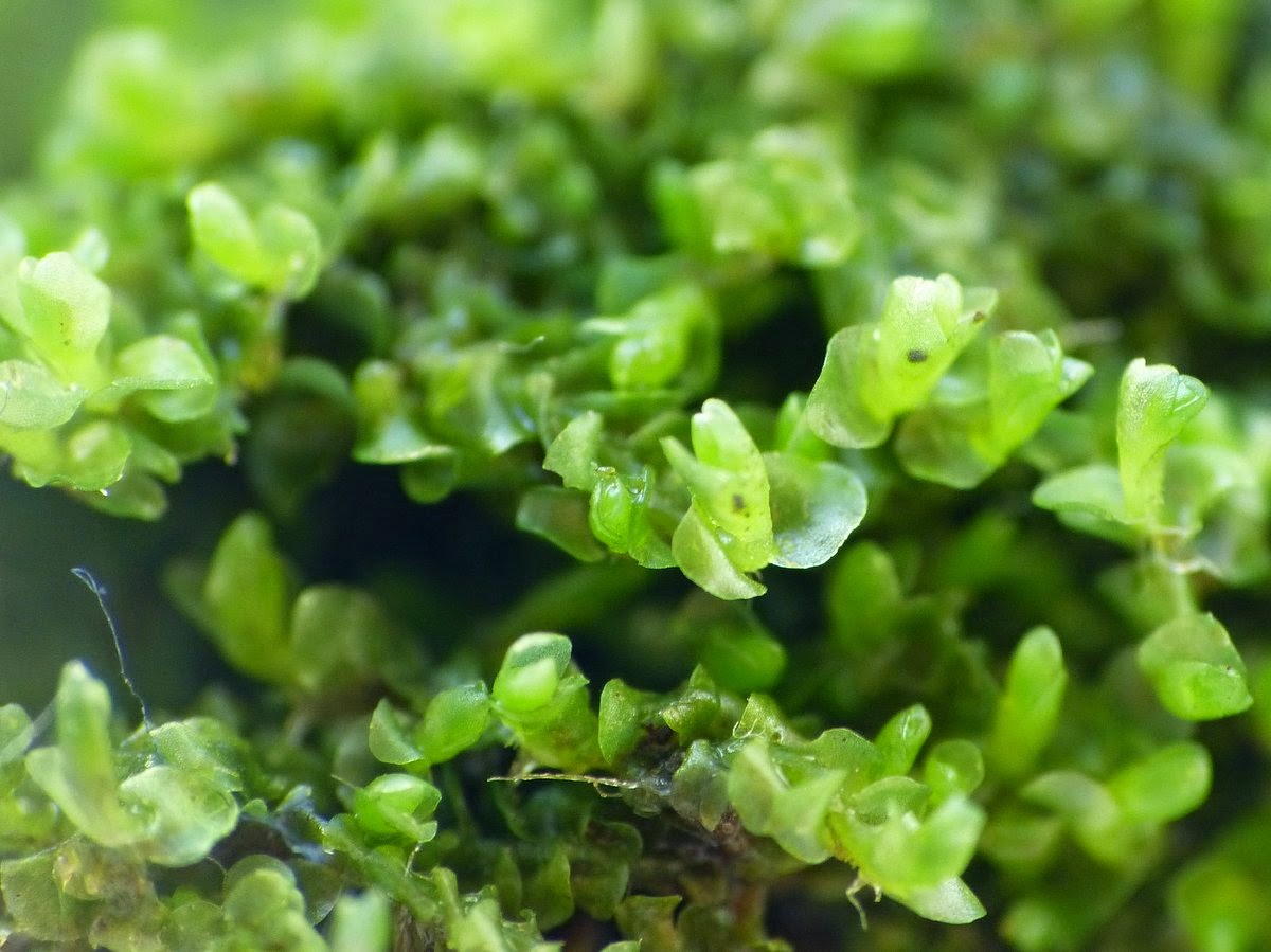 South Wales Bryophytes: Jungermannia?