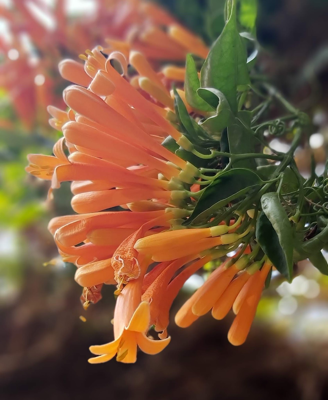 Jaipur Garden: Perennial flowers are reviving