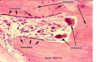easyhumanatomy: Summary of osteoblast : bone forming cell of skeletal ...