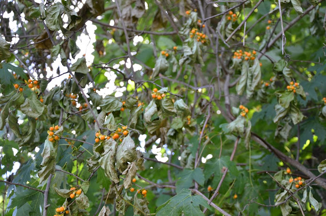 Glastonbury Bittersweet Battlers: Invasive Plants Journal: Oriental ...