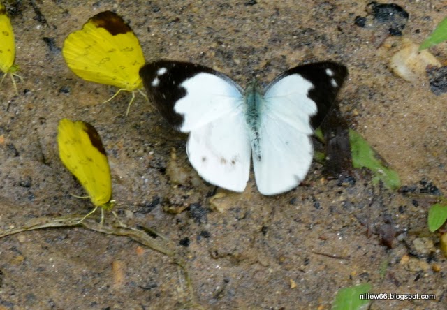 The Forested Path (and Beyond): BUTTERFLIES of RAUB: The Plain Puffin ...