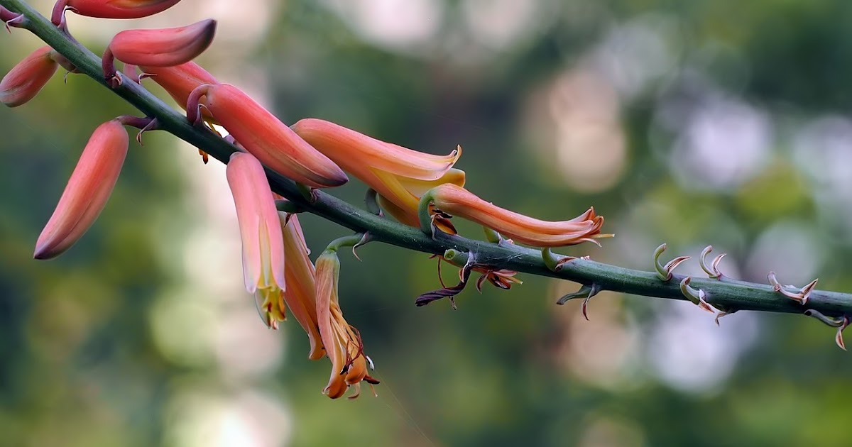 DISSECTION OF ALOE VERA FLOWER|ANATOMY OF ALOE VERA FLOWER|PARTS OF ...