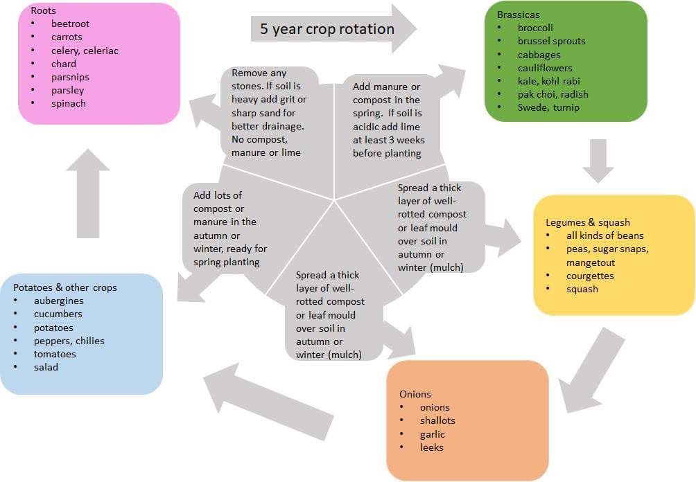 My Allotment Diary: 5 year Crop Rotation Plan