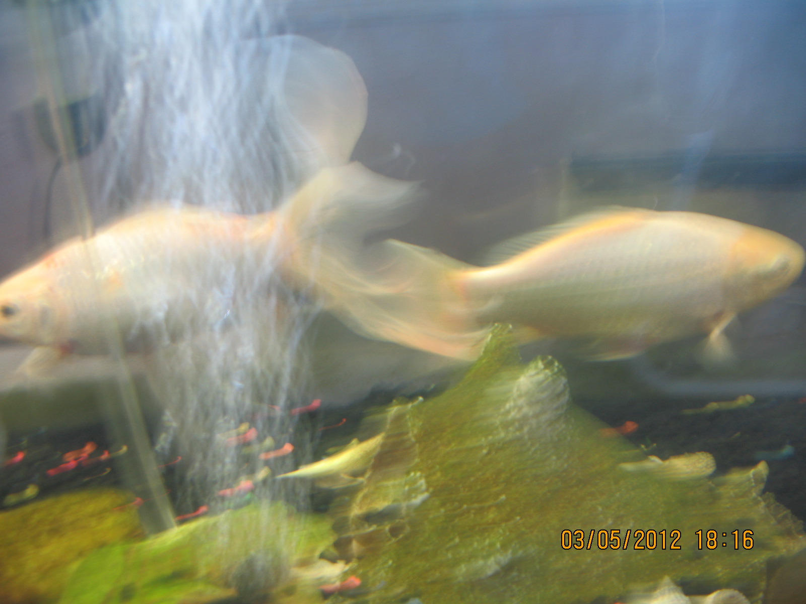 Hall of Flowers: April 2012