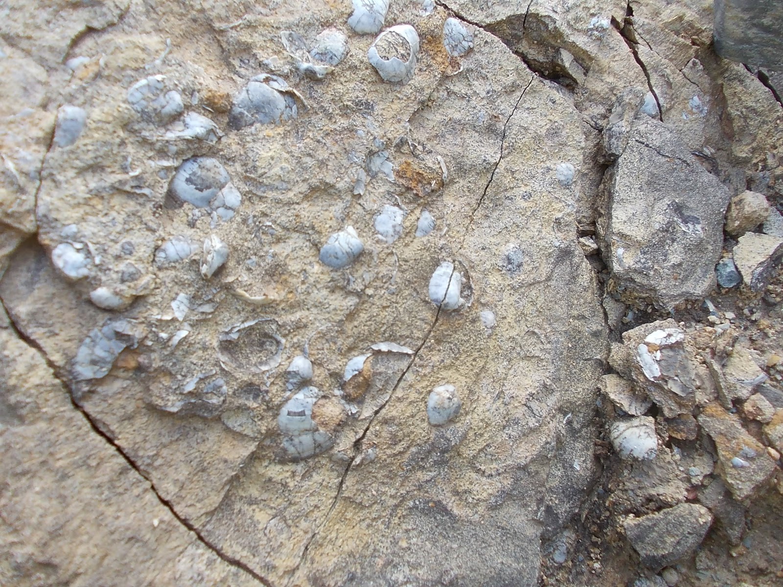 FOSILI - HERCEGOVINA: RAZNI (NOVO)OTKRIVENI FOSILI BILJAKA I ŽIVOTINJA ...