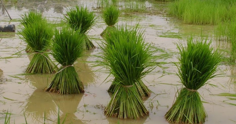 Bicara Mentari: CARA IKAT ANAK PADI