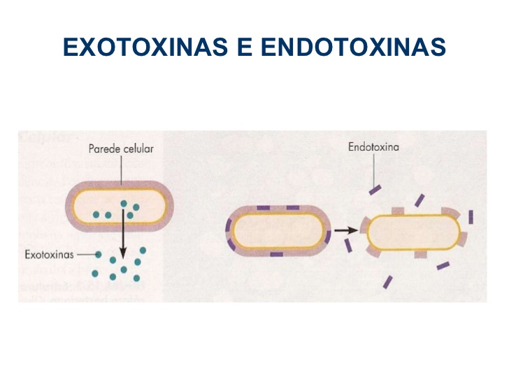Farmacêutica em Formação: Toxinas Bacterianas - Diferenciação das toxinas