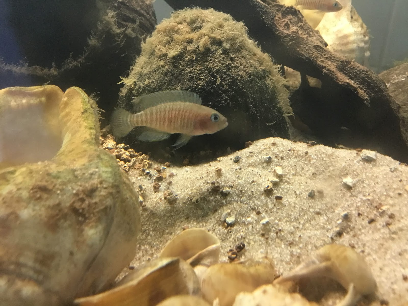Neolamprologus multifasciatus | A detailed guide to keep and raise ...