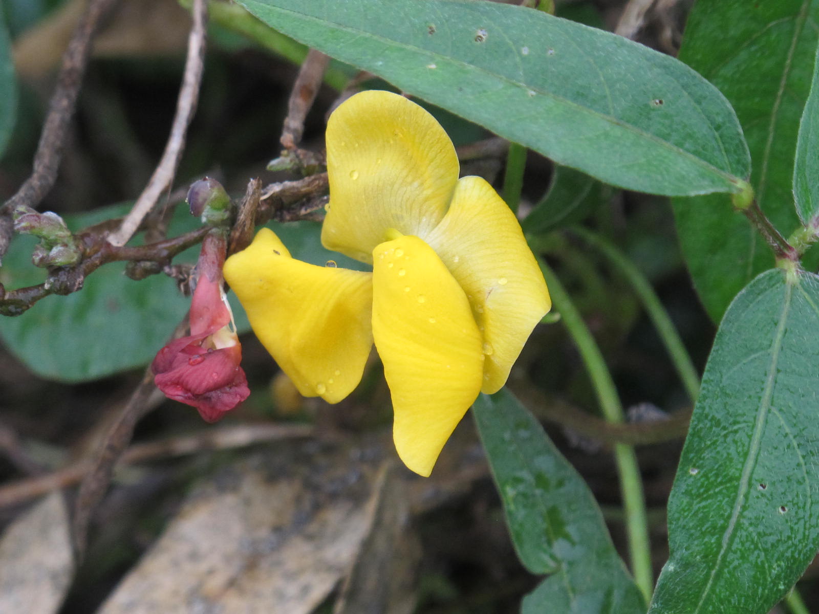Fabaceae - Leguminosae no Brasil: Fabaceae - Vigna luteola (Jacq.) Benth.