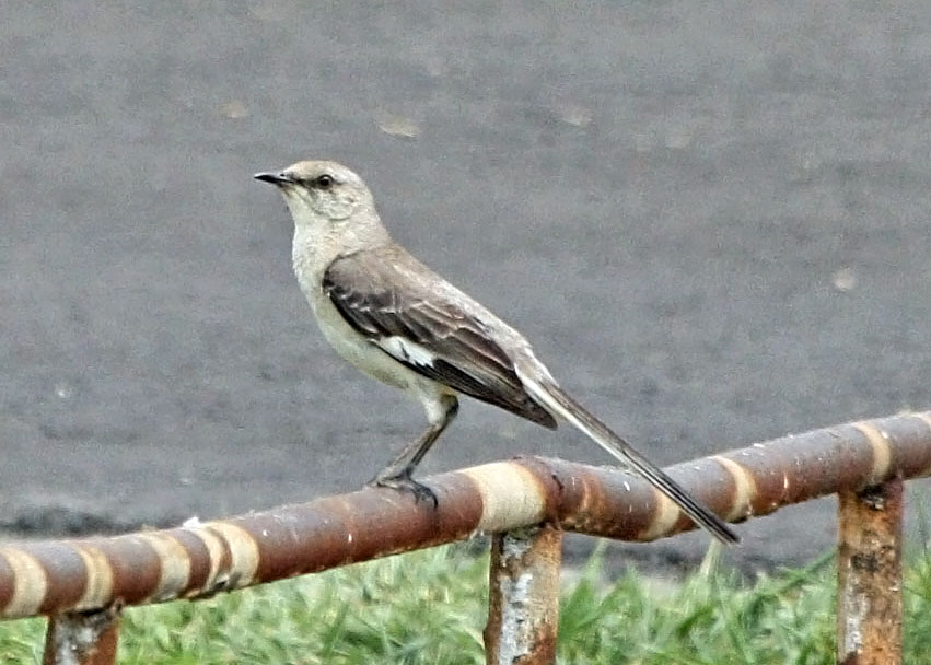 Birding with Lisa de Leon: Juvenile Northern Mockingbird