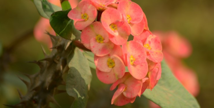 Christ thorn, also known as Christ plant