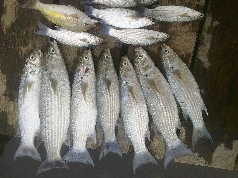 Nama Nama Ikan Laut yang Mudah untuk di Ingat