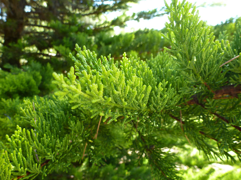 Árboles con alma: Ciprés de Monterrey. Xiprer de Lambert.(Cupressus ...