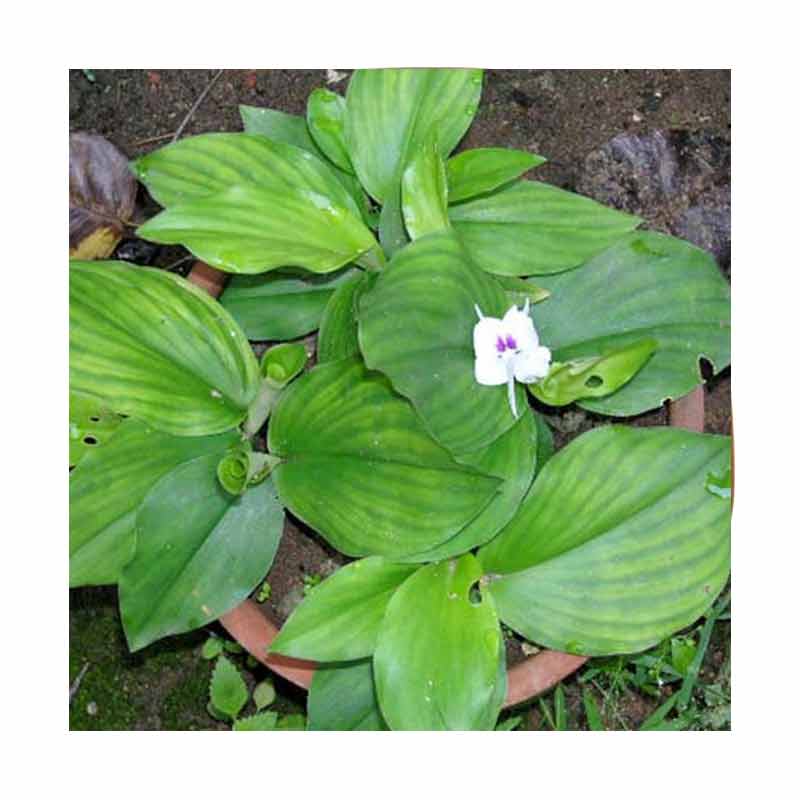 BELAJAR BERKEBUN: CARA MUDAH BUDIDAYA KENCUR DALAM POT ATAU POLYBAG