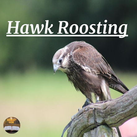 Hawk Roosting by Ted Hughes