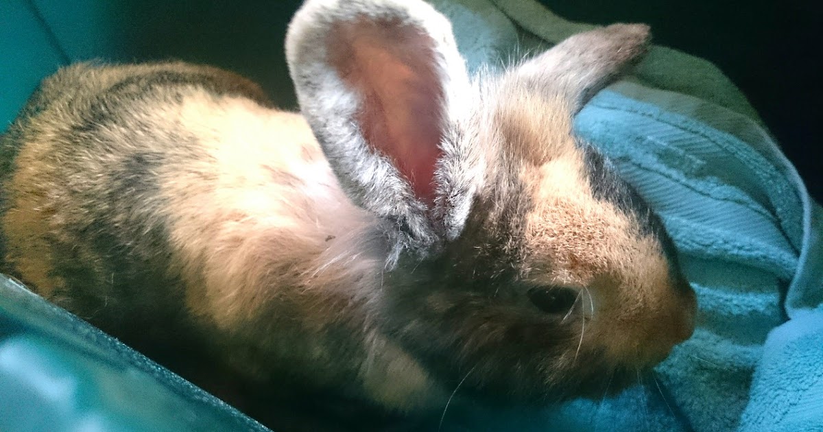 Lancaster & Morecambe Pet Search: Found Animals: