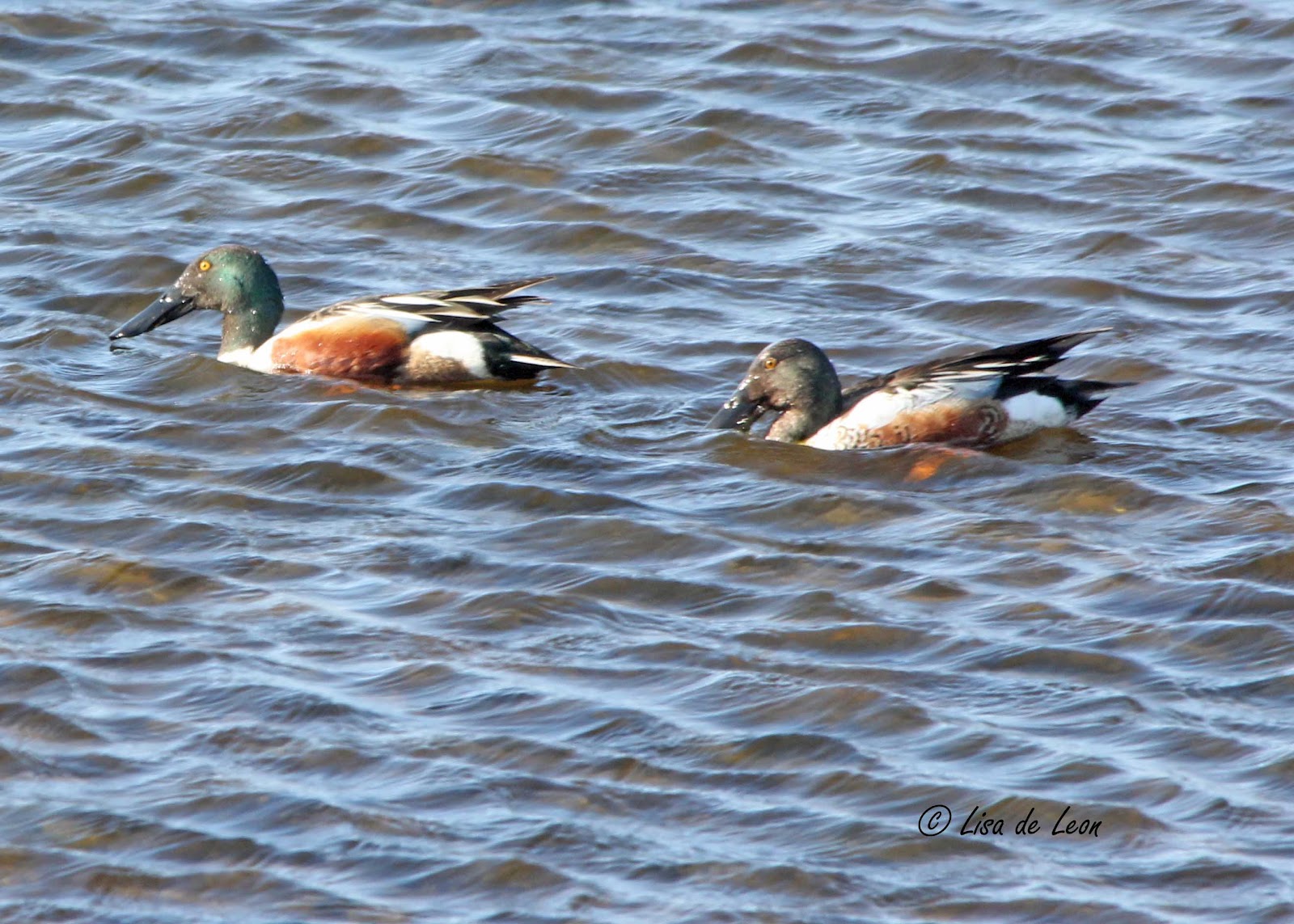 Birding with Lisa de Leon: Northern Shoveler (Spoonbill) Males