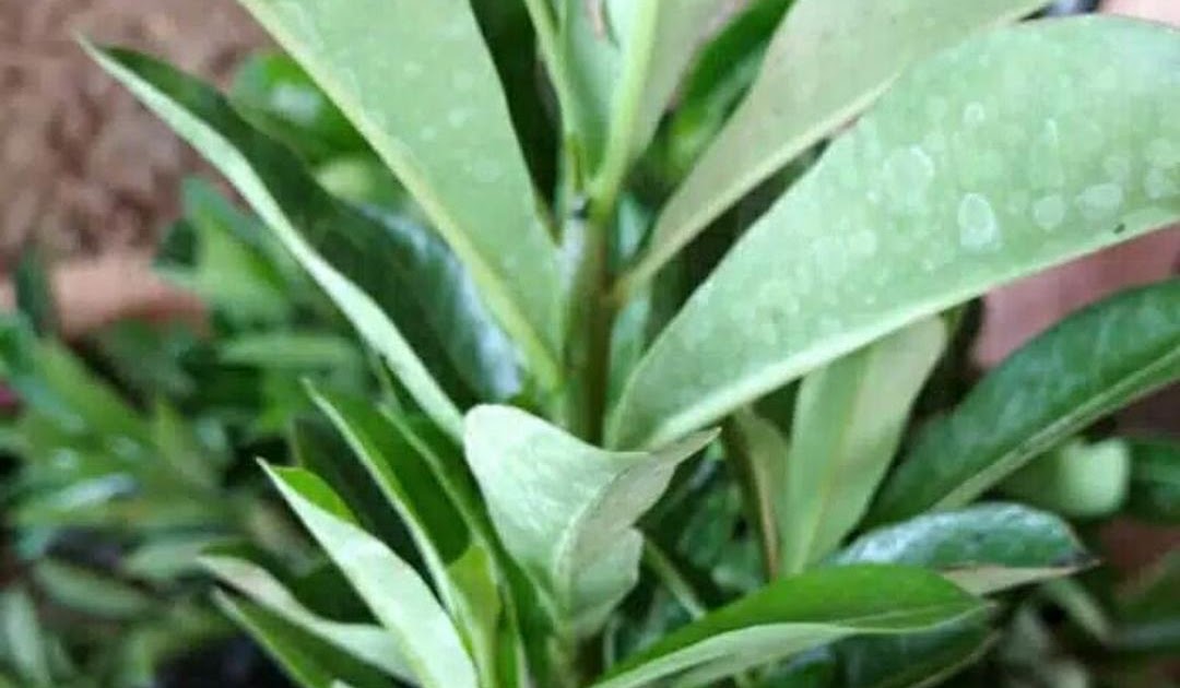 Penyemai Tanaman Hias Adenium Bunga Tumpuk Red Sugar Magelang - Kenzo ...