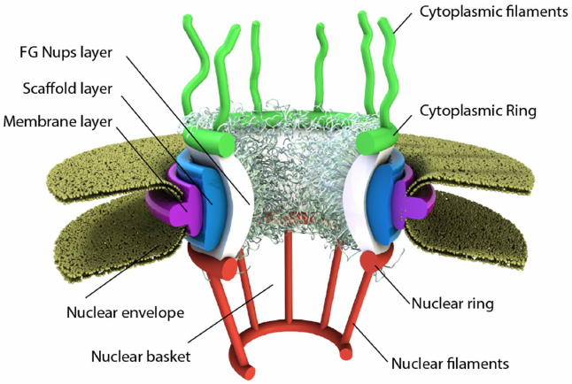 Ultrastructure of nucleus