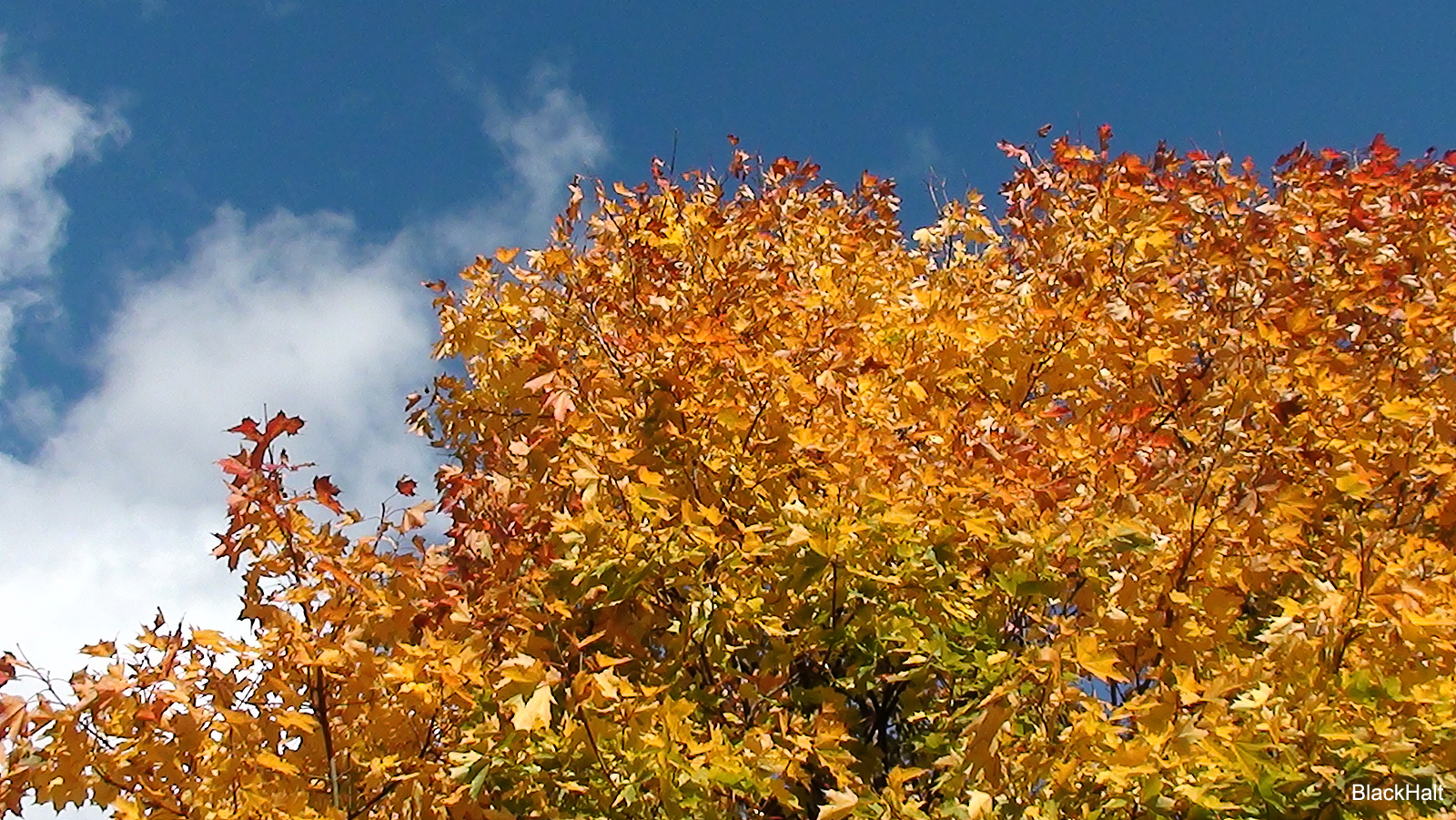 Rudens #1 - PhotoBlogSite