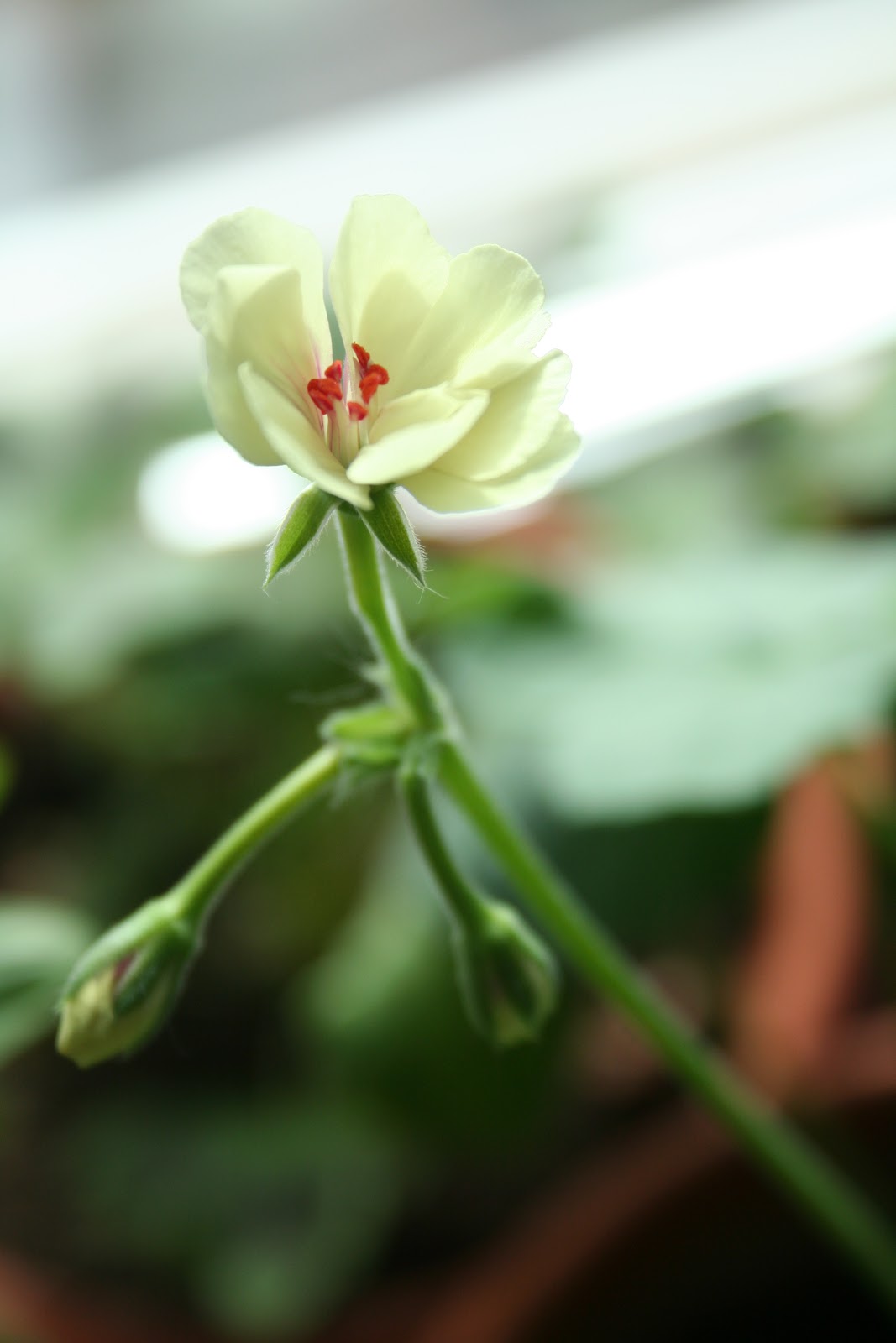 Bland pelargoner & meloner: First Yellow