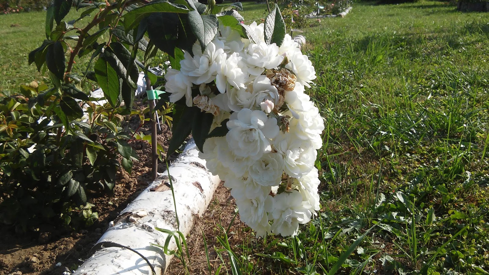 Ranczo Elma: Róża (Rosa) Waterloo