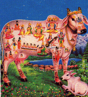 THE HOLY COW in HINDUISM