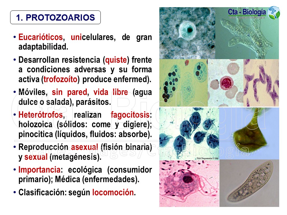 Biología didáctica: Tema: "Reino Protoctista".