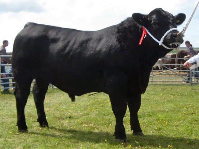 GEOGRAFI LINGKUNGAN: SAPI : HEWAN TERNAK POPULER DAN JENIS JENIS YANG ...