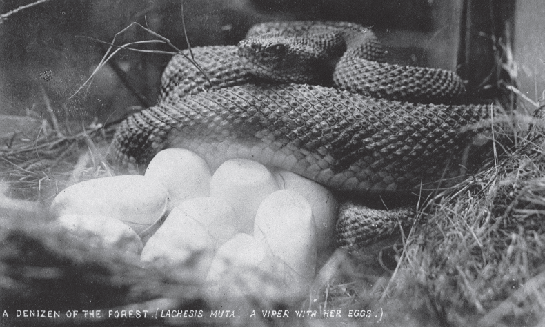 Life is short, but snakes are long: Book Review: Bushmaster by Dan ...