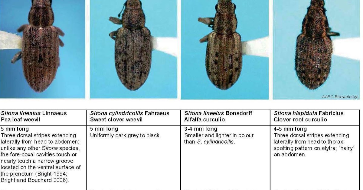 Prairie Pest Monitoring Network Blog: Pea leaf weevil