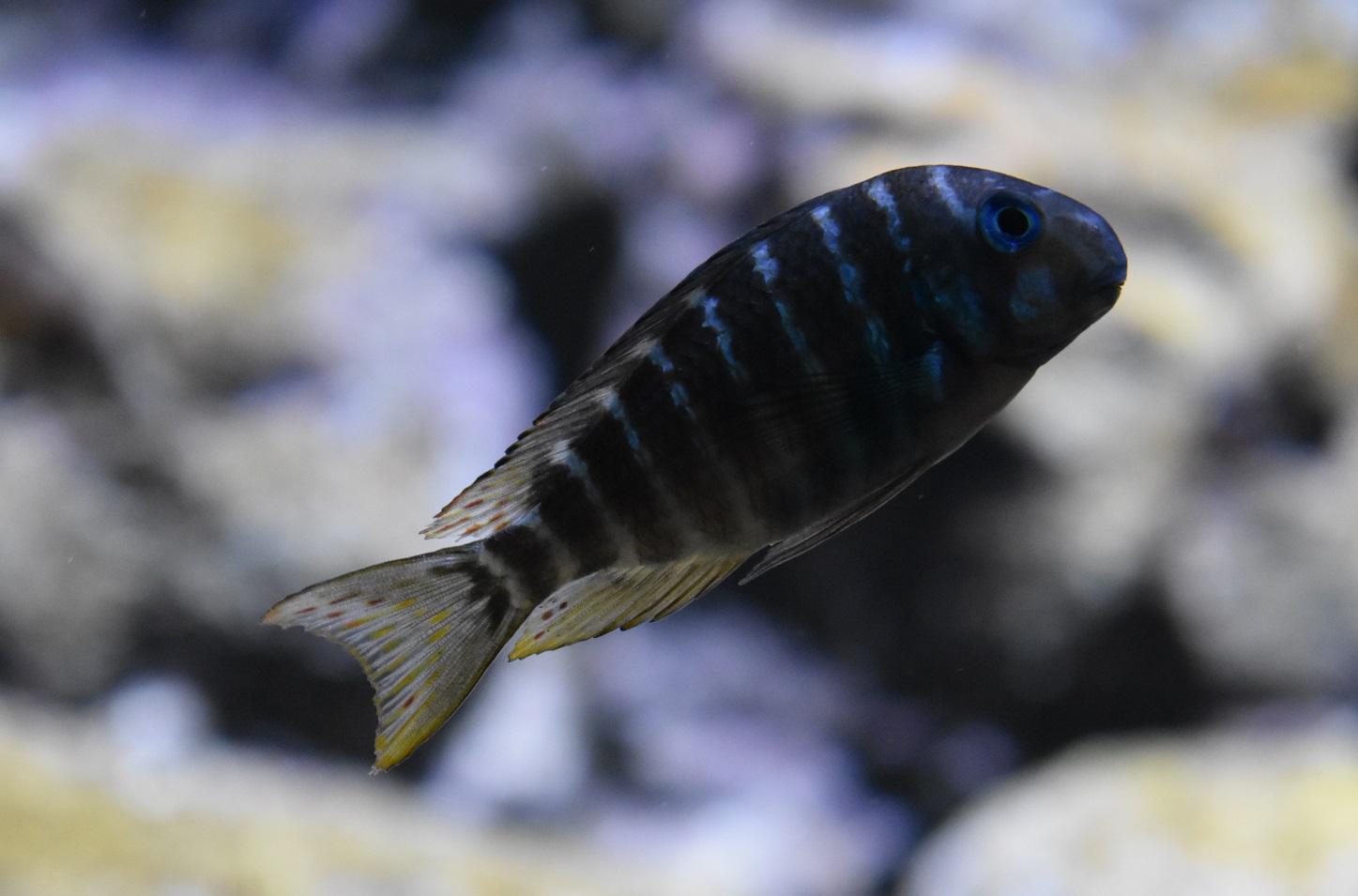 ZOOTOGRAFIANDO (6.096 ANIMALS): CÍCLIDO DE POLL / POLL´S TROPHEUS ...