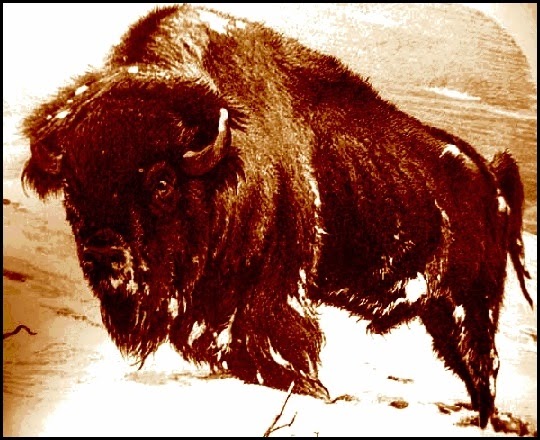 TIERRA SYLVANA: BISONTES.