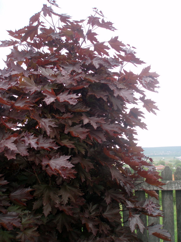 Blogul Simonei: Canadian. Arțar canadian