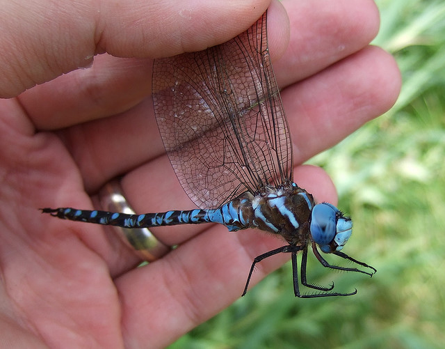 Urban Dragon Hunters: How to prepare voucher specimens of adult Odonata