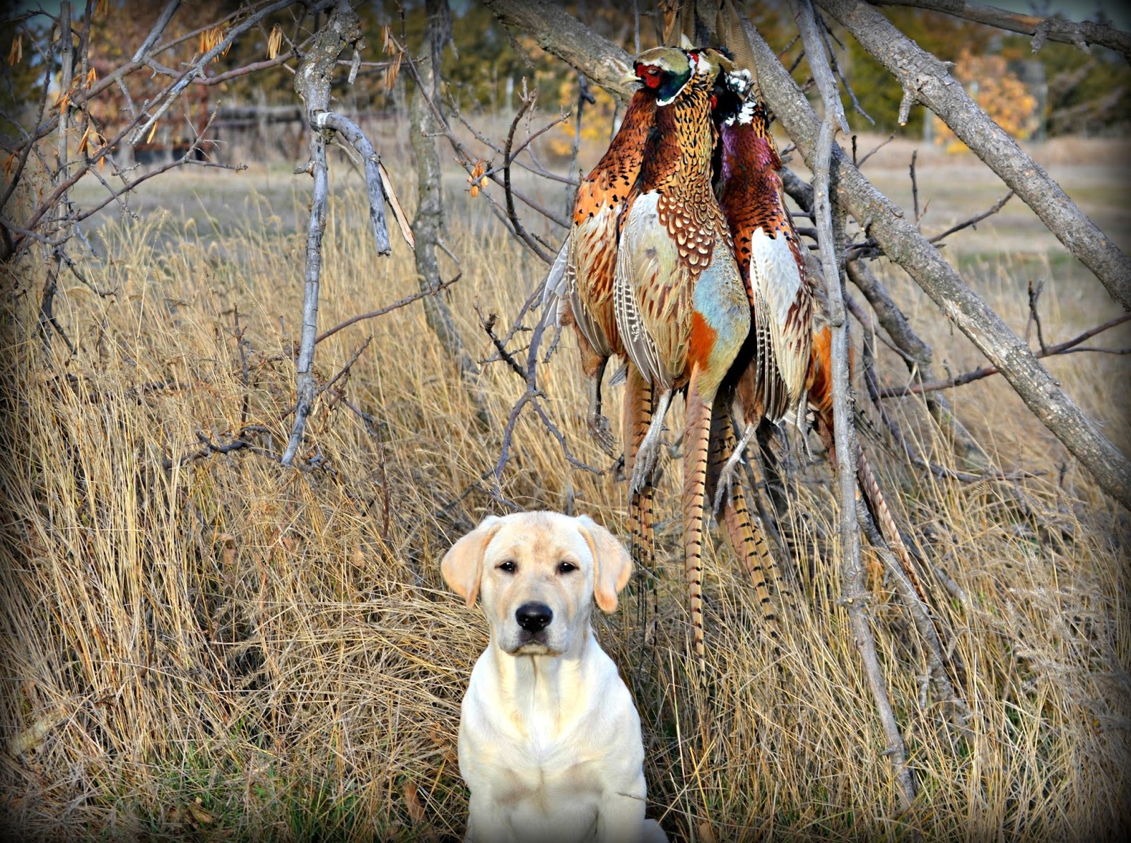 Rock Solid Pointing Labs: Hunting Pics/Trips