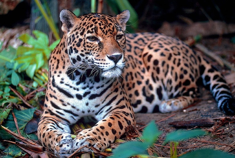 fauna e flora ameaçadas de extinção: ONÇA PINTADA