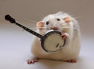 Funny Image Collection: Funny Rodents wallpaper for widescreen!