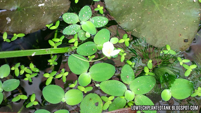 Flowering Elodea Aquatic Plant