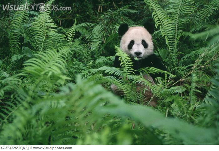 PANDA HABITAT