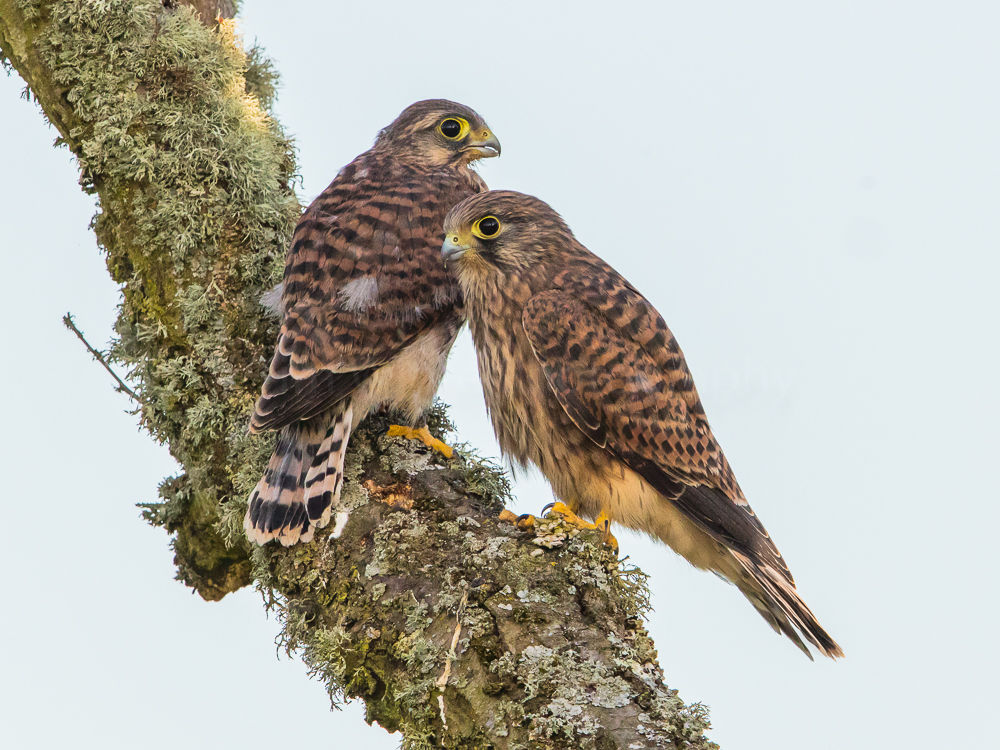 Colyton Wildlife: Kestrels and a Kite