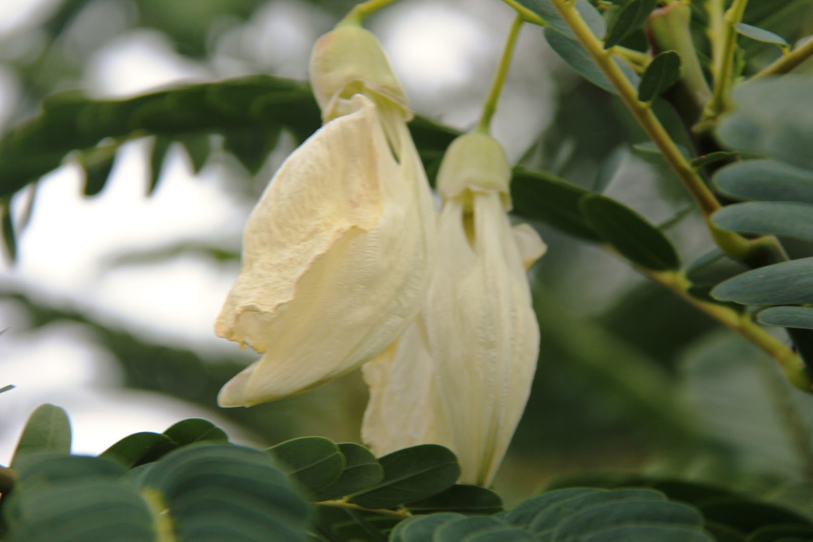 Dari Lensa Kelabu: BUNGA GETI