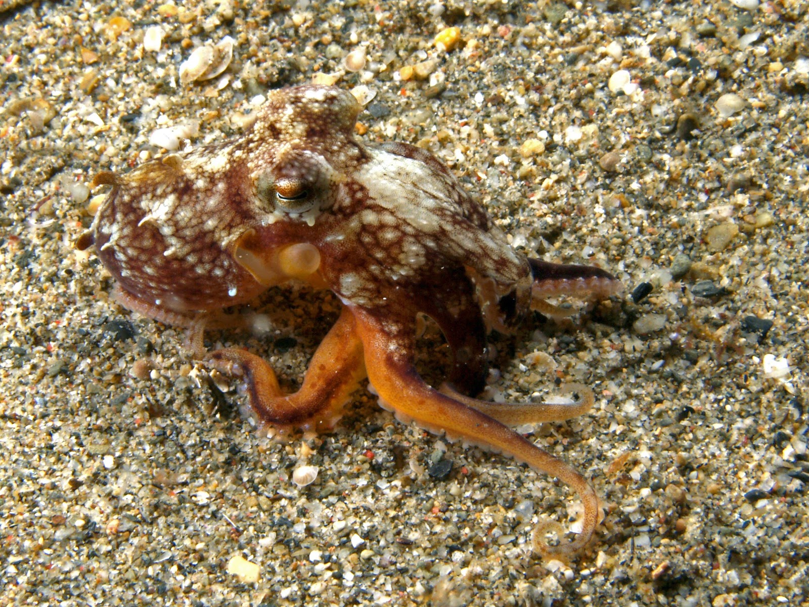 Octopus - HD Wallpapers | Earth Blog