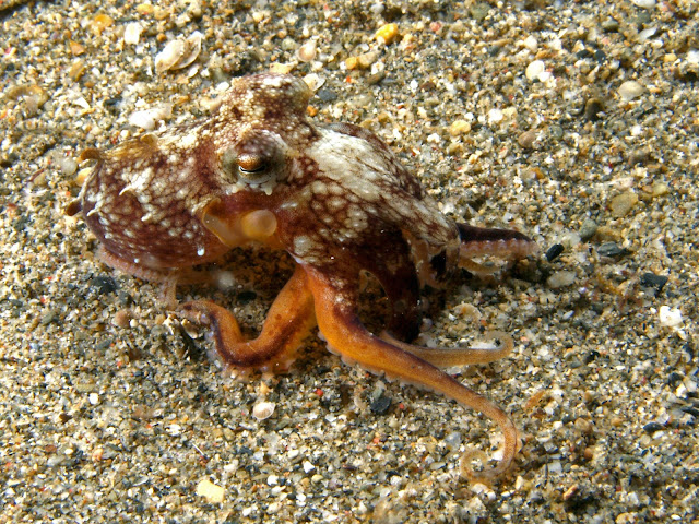 Octopus - HD Wallpapers | Earth Blog