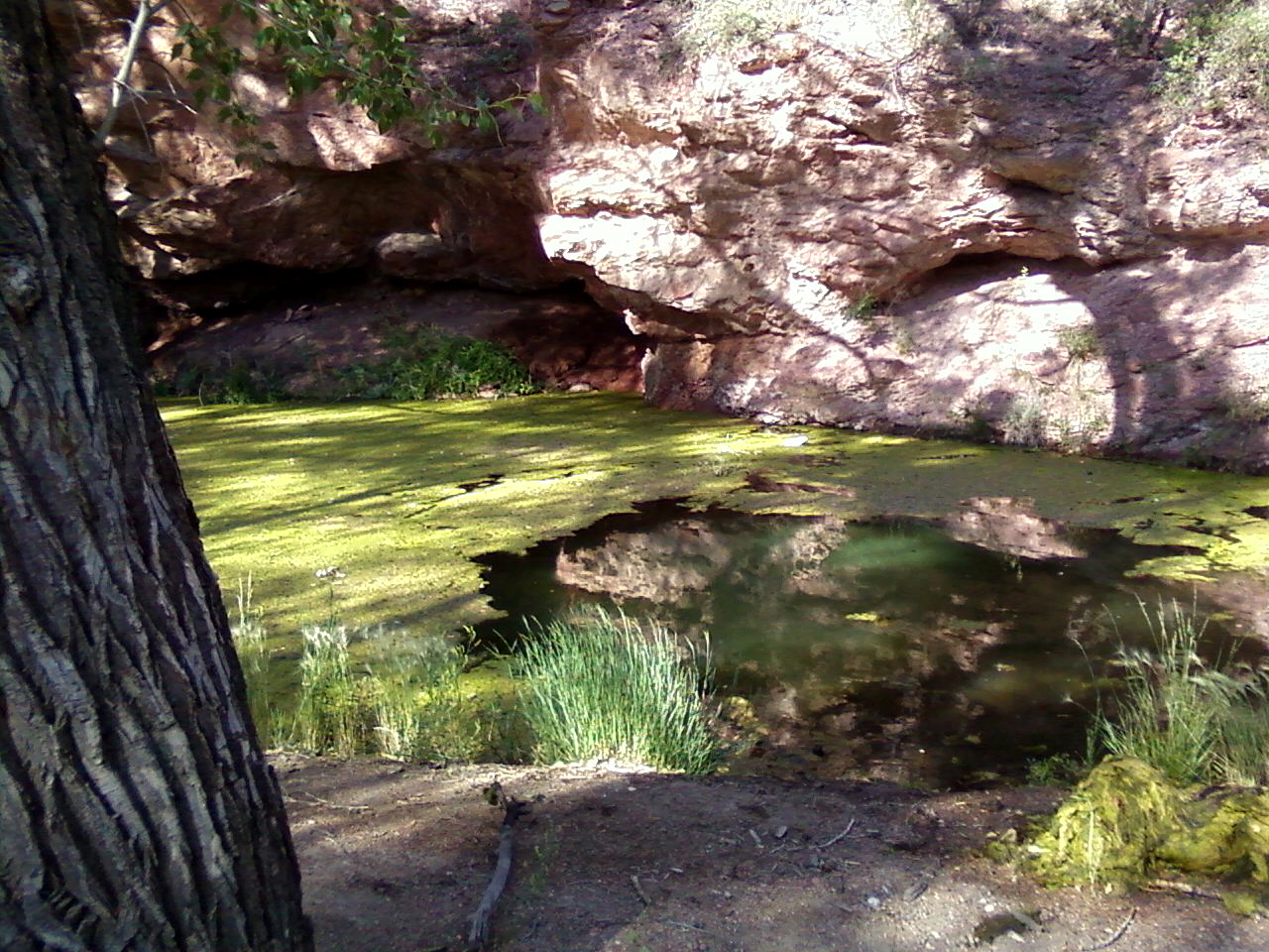 Polishing The Double Wide Turd: Redneck Pond Rakes and Piles of Algae